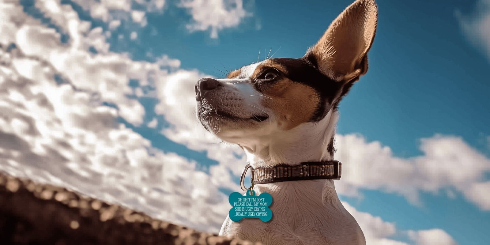 Mailbox Decals, Funny Pet Tags & Custom Luggage Tags